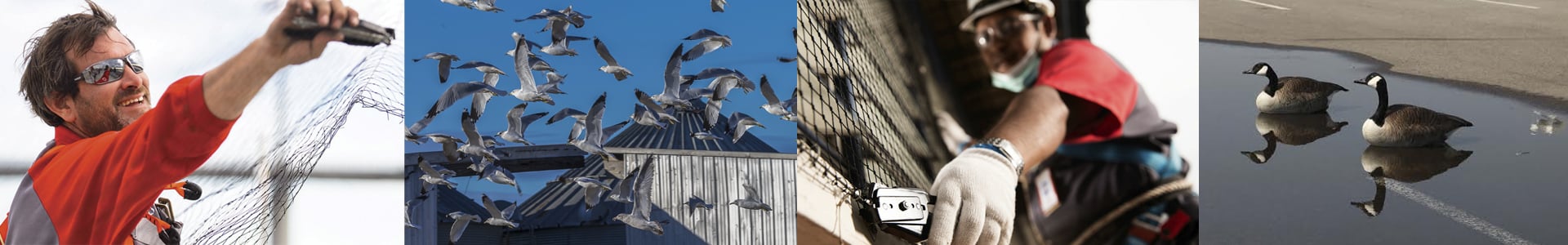 Rentokil Integrated Bird Management